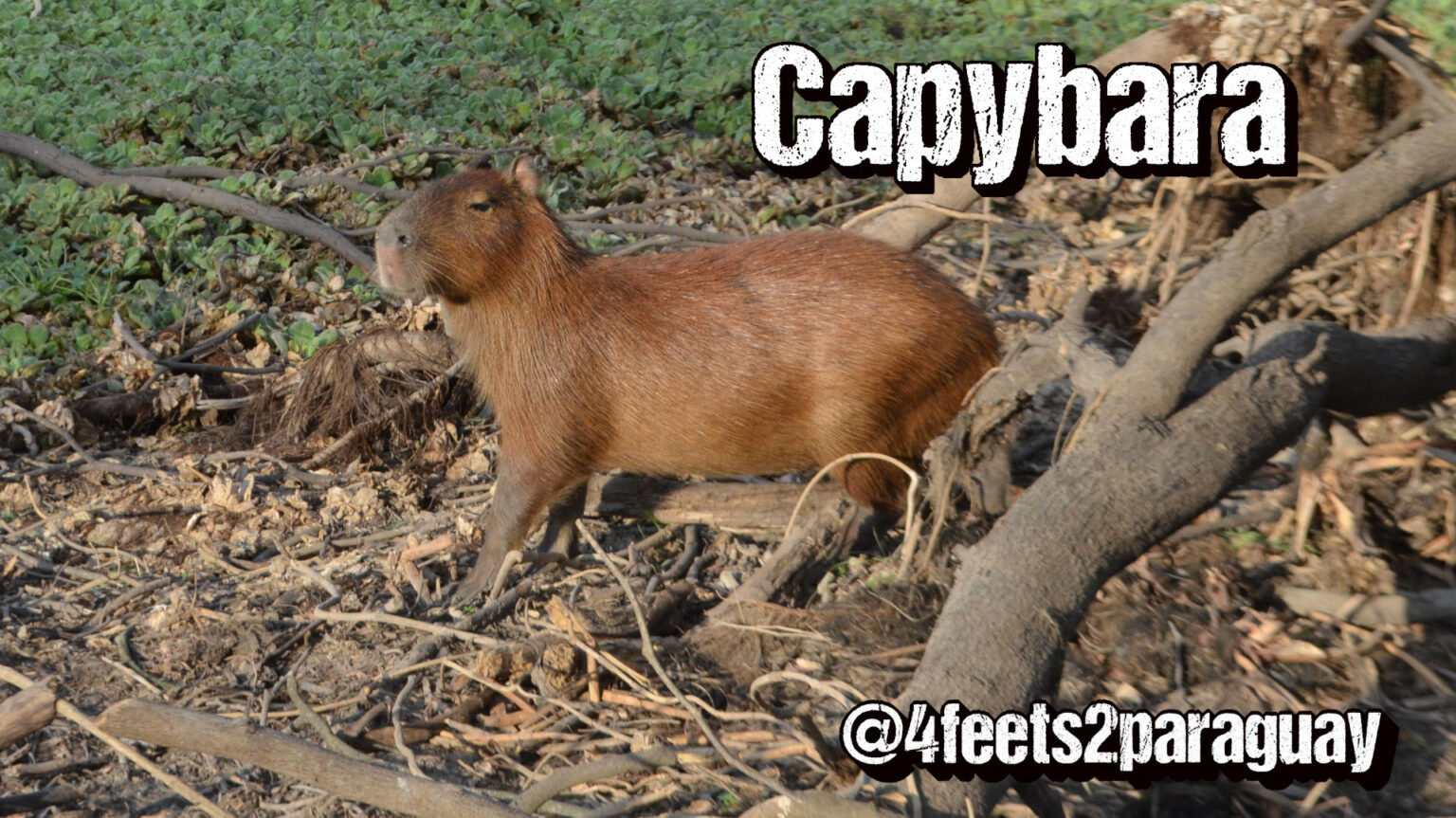Capybara - 4feets2paraguay